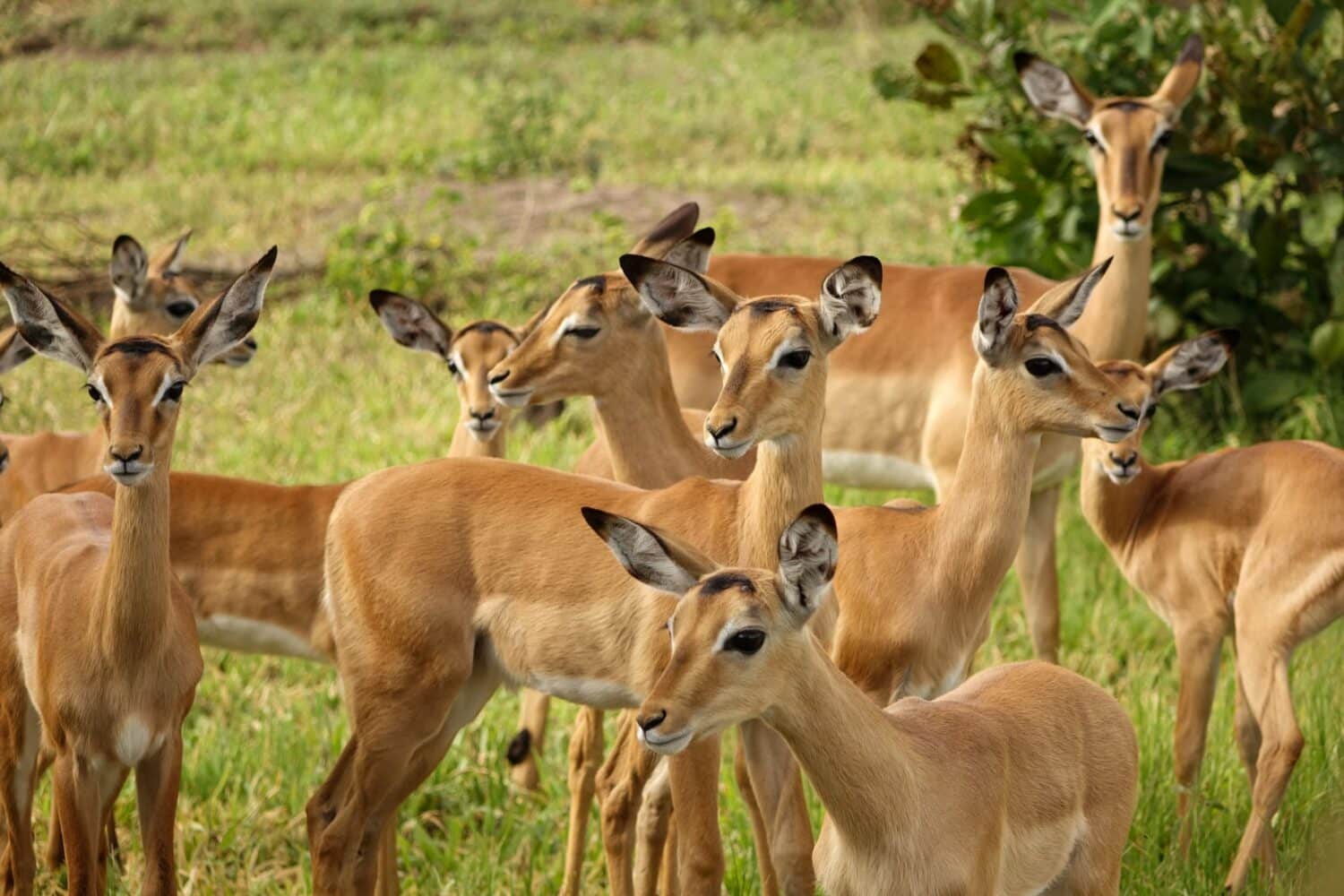 Images from our Wildlife Photography Trips - World Vegan Travel