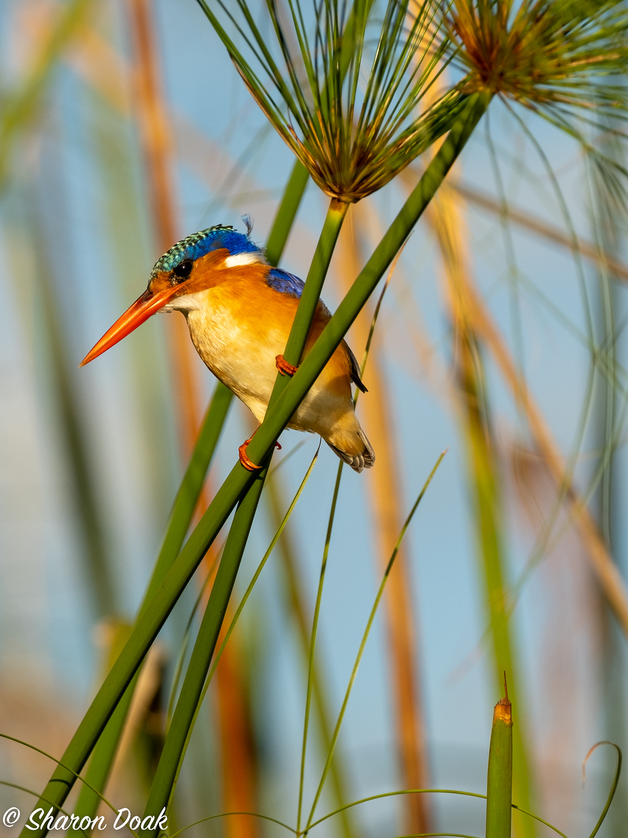 Images from our Wildlife Photography Trips - World Vegan Travel