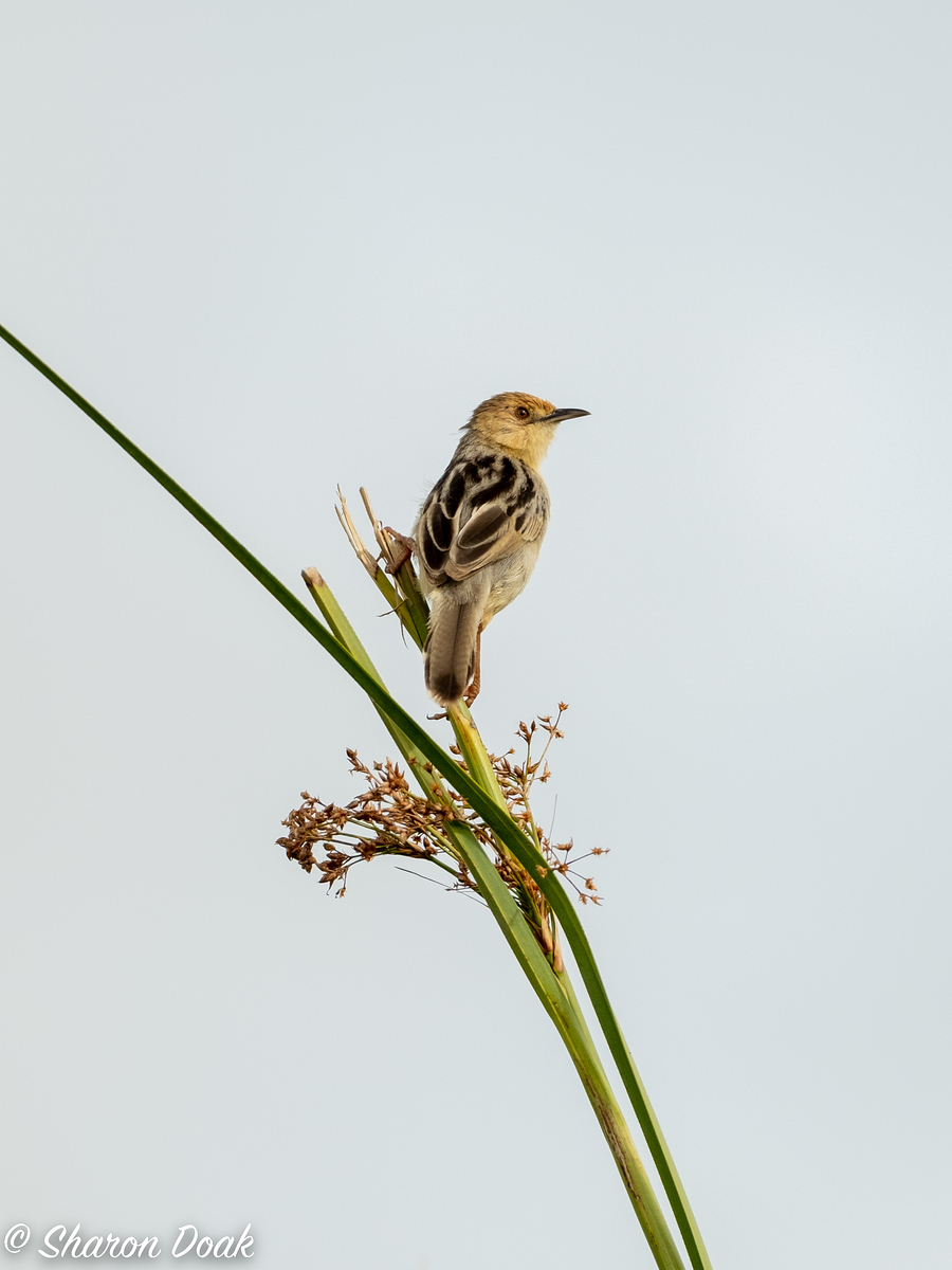 Images from our Wildlife Photography Trips - World Vegan Travel