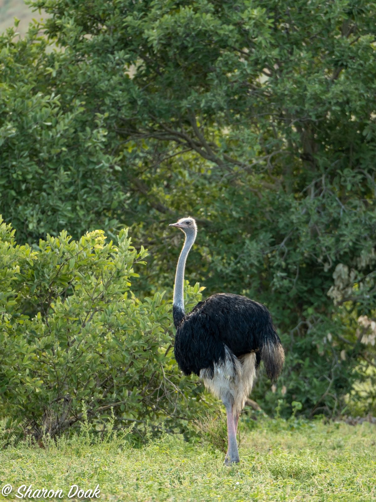 Vegan Photography Trips in Botswana | Jennifer Hadley and Sharon Doak ...